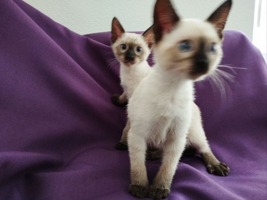 Тайские котята