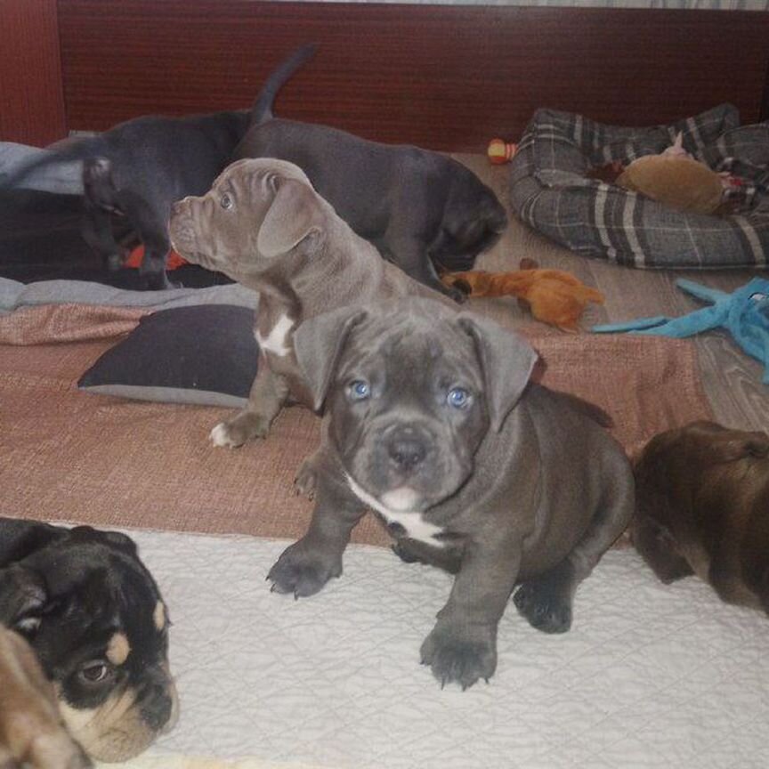 Продажа щенков. Порода американский булли