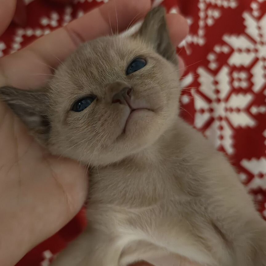 Бурманские котята шоколад