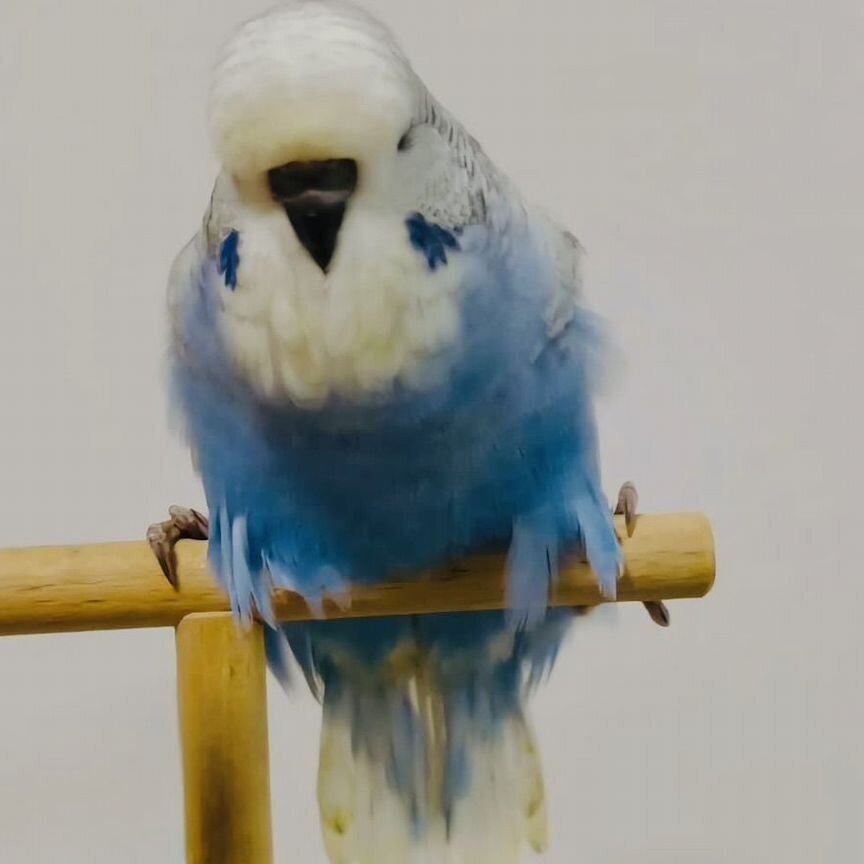 Выставочный волнистый попугай. Чехи