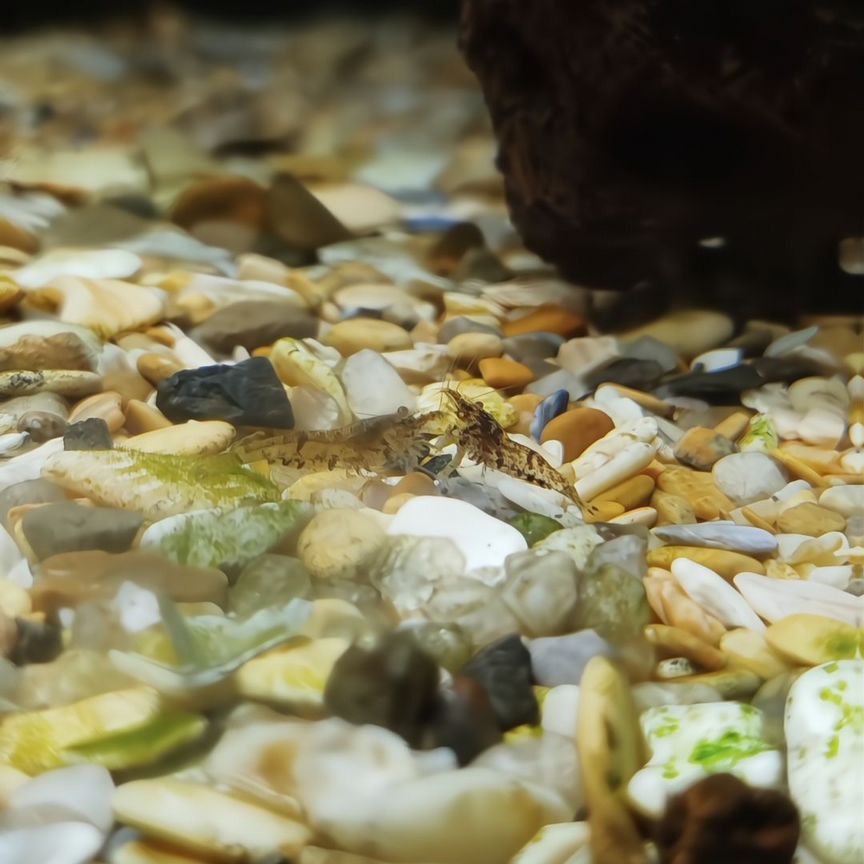 Креветки амано