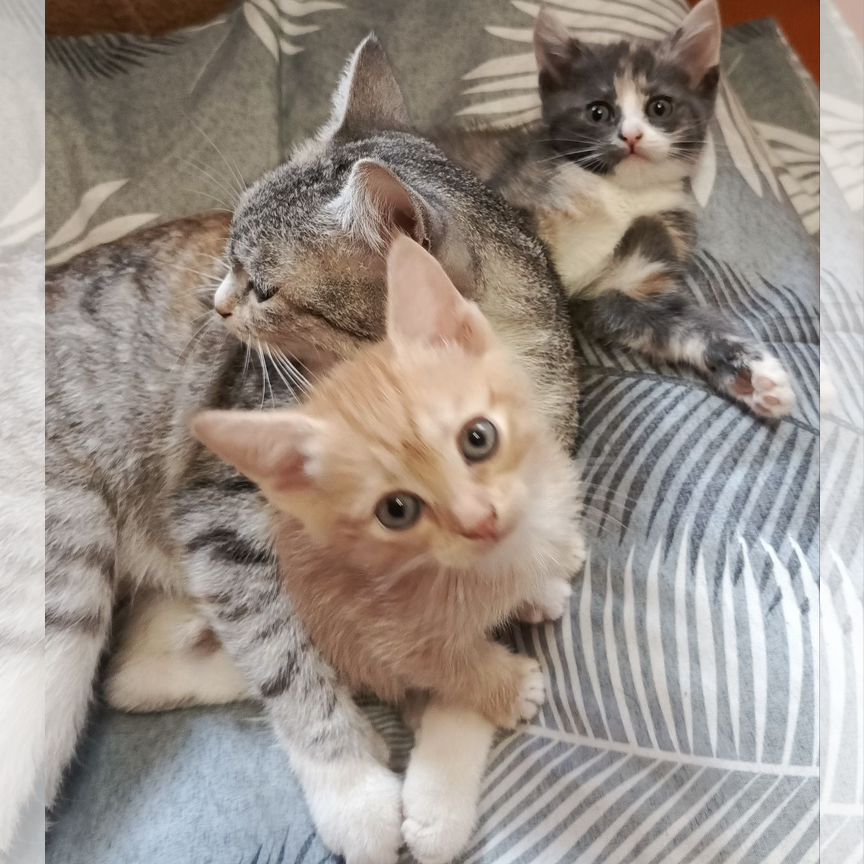 Котёнок в добрые руки