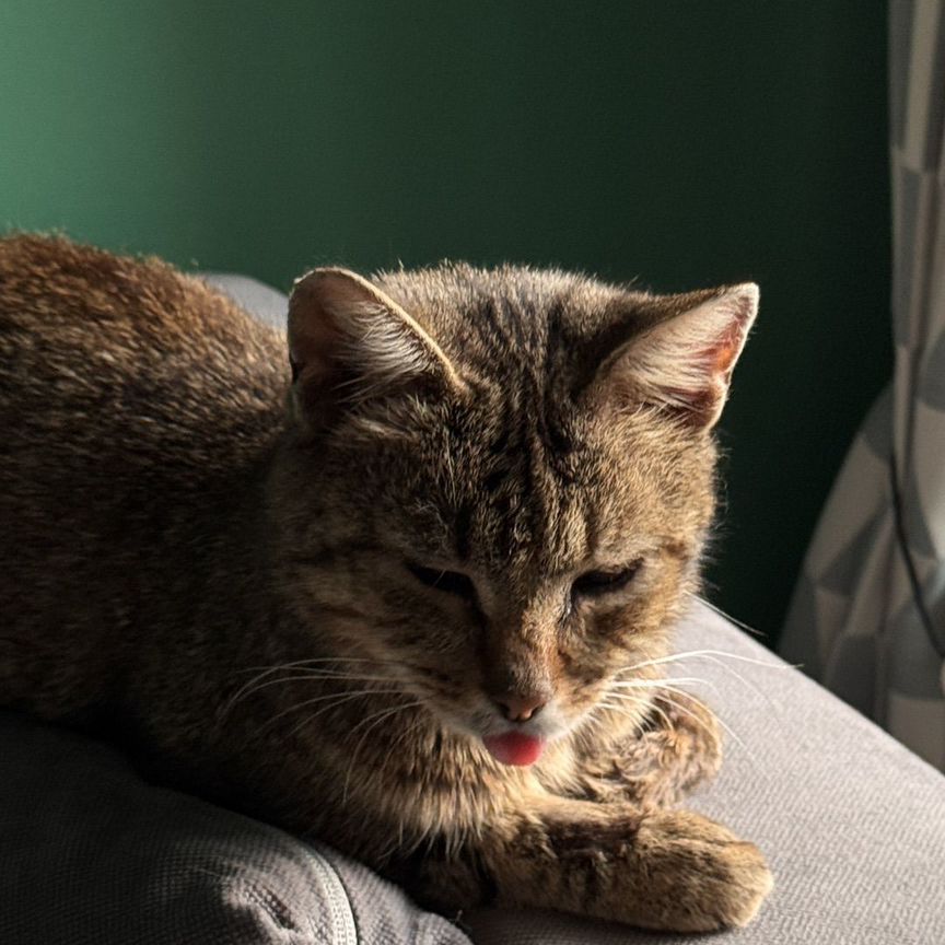 Кошка бесплатно