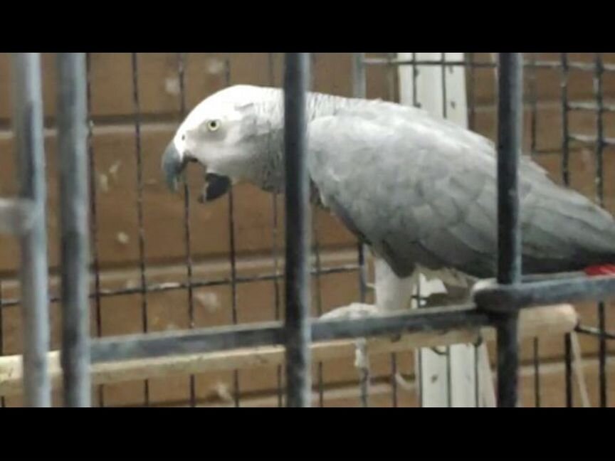 Серый попугай девачка