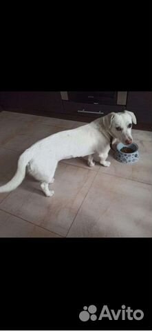 Небольшая собачка ищет дом