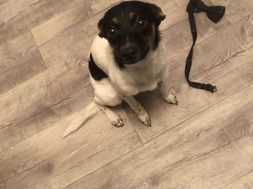 Отдаем щенка