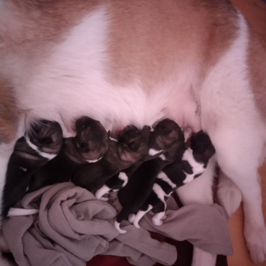 Щенки американской акиты