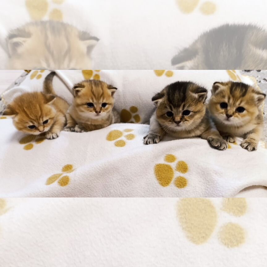Британский короткошёрстный котёнок