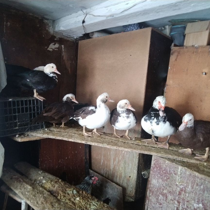 Индоутка мускусная утка