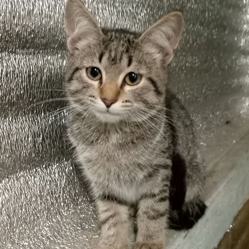 6 месячный котик в добрые руки