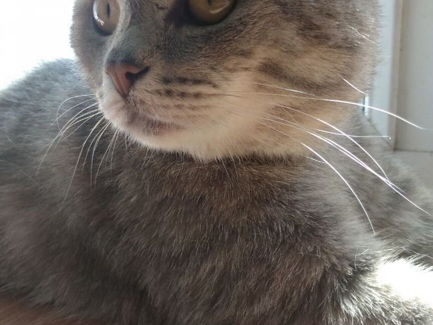 Плюшевый Спотти