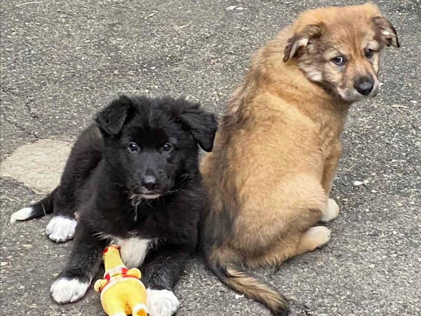 В добрые ручки