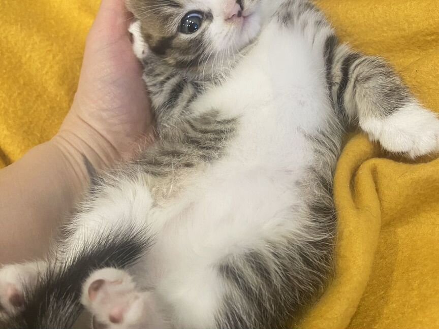Котенок 2 месяца девочка