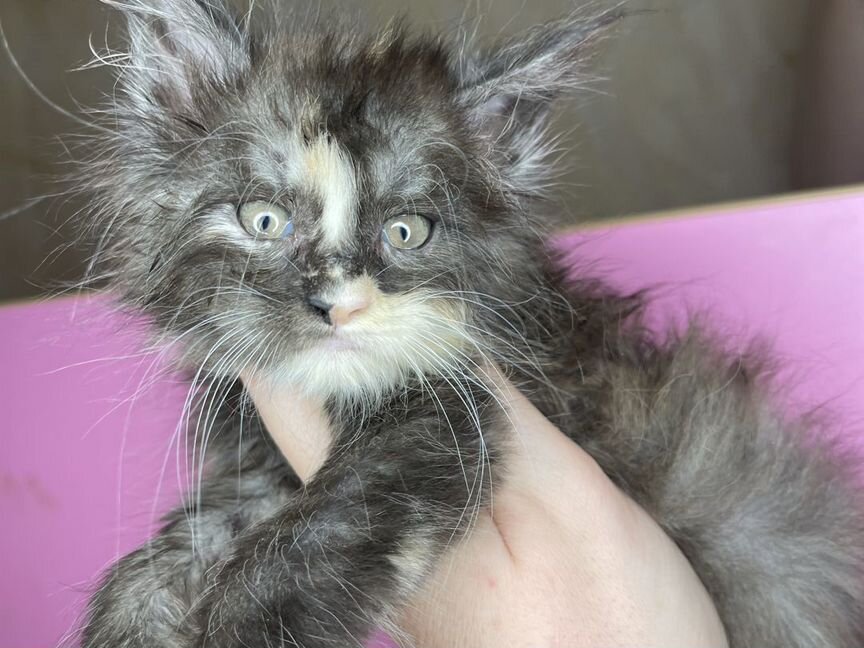 Девочка дымная мейн-кун