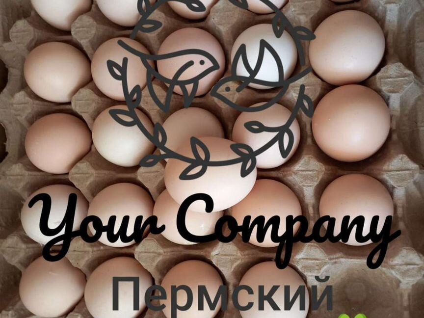 Инкубационное яйцо бройлера. Цыплята