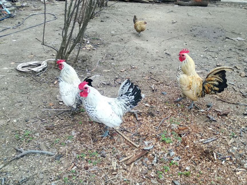 Петушки сибрайт