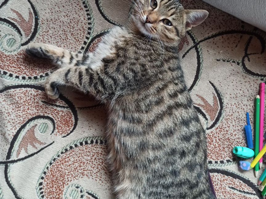 Молодой котик Барсик