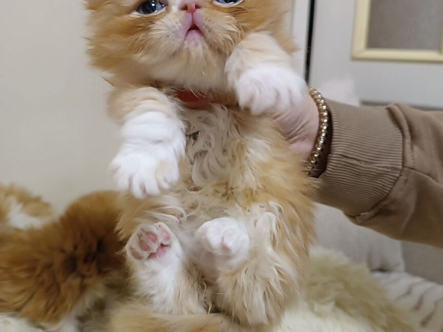 Котята