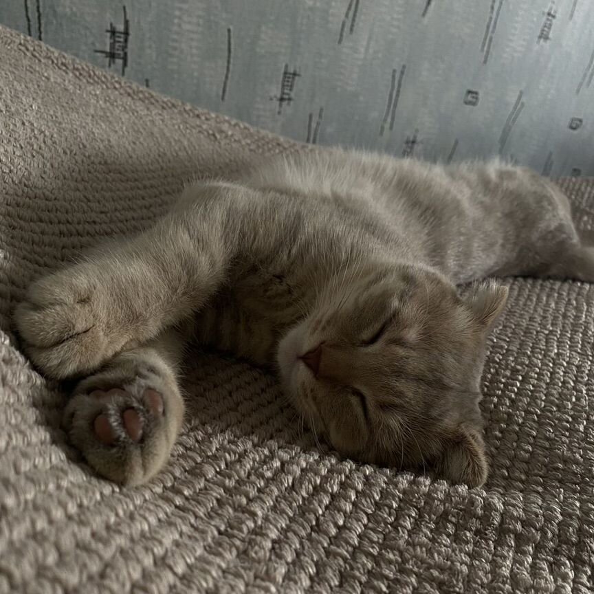 Шотландский кот