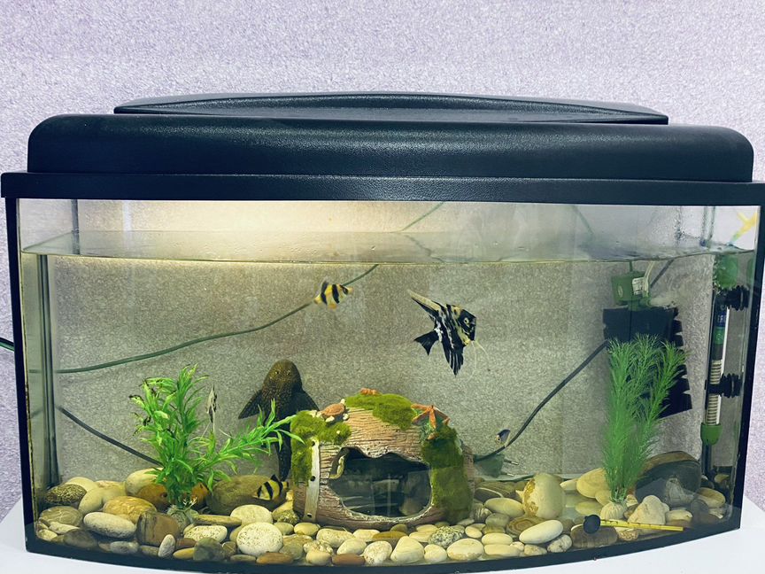 Аквариум с рыбками