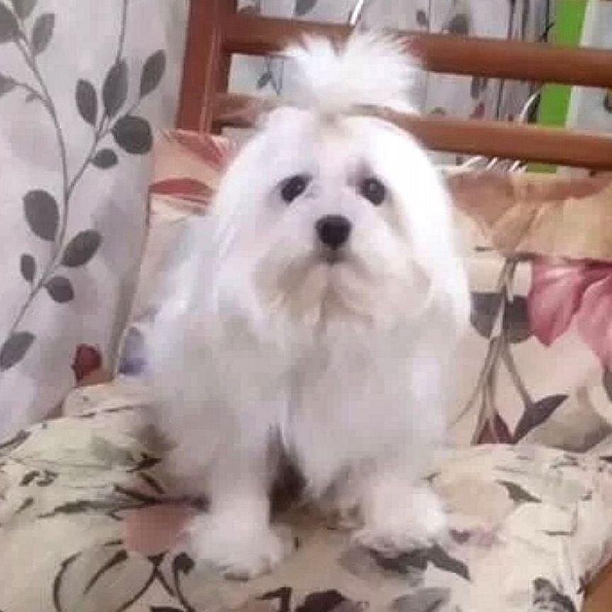 Мальтийская болонка, взрослая собака