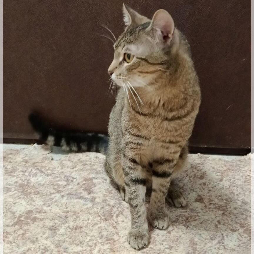 Взрослый кот в добрые руки