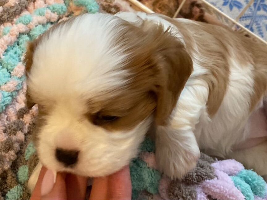 Щенки кавлер кинг чарльз спаниеля