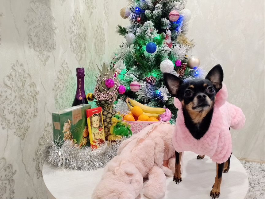 Ищем жениха мини тойчика