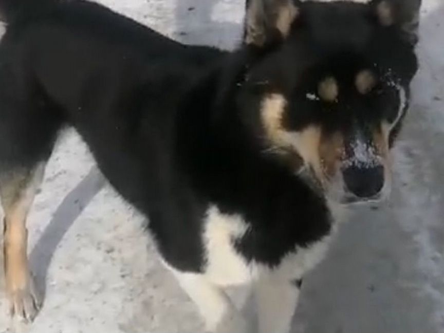 Собака Грей