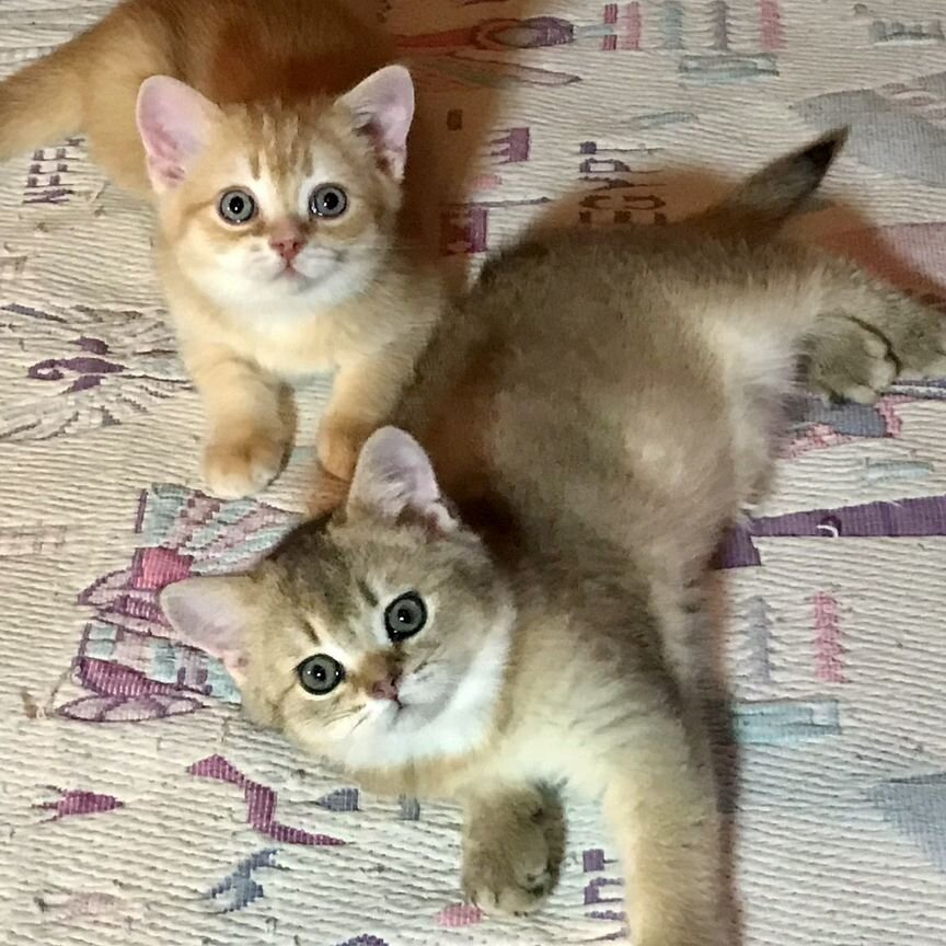 Британские плюшевые котята