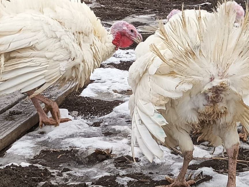 Индюк, гуси