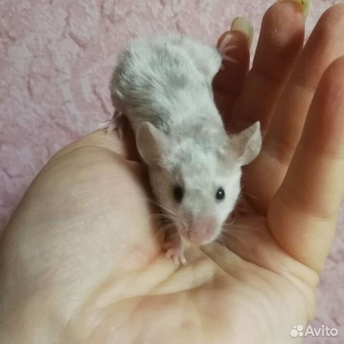 Мышка кучерявая, рекс