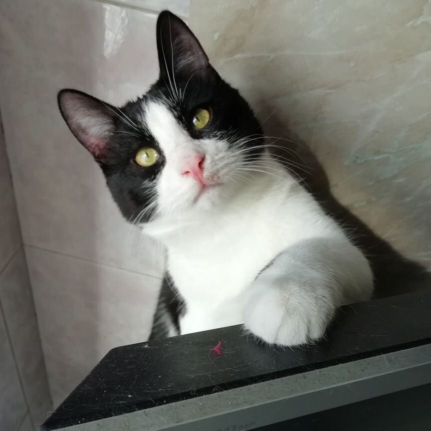 Котенок