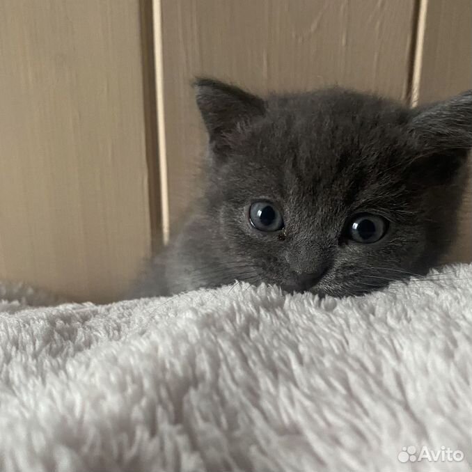 Британский котенок ждёт своих хозяев