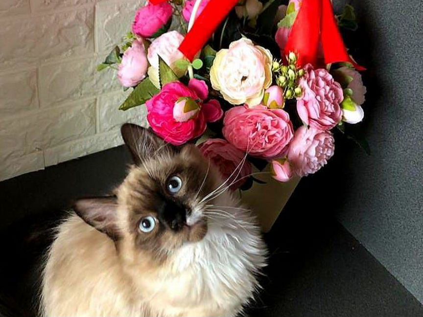 Котята рэгдолл с документами