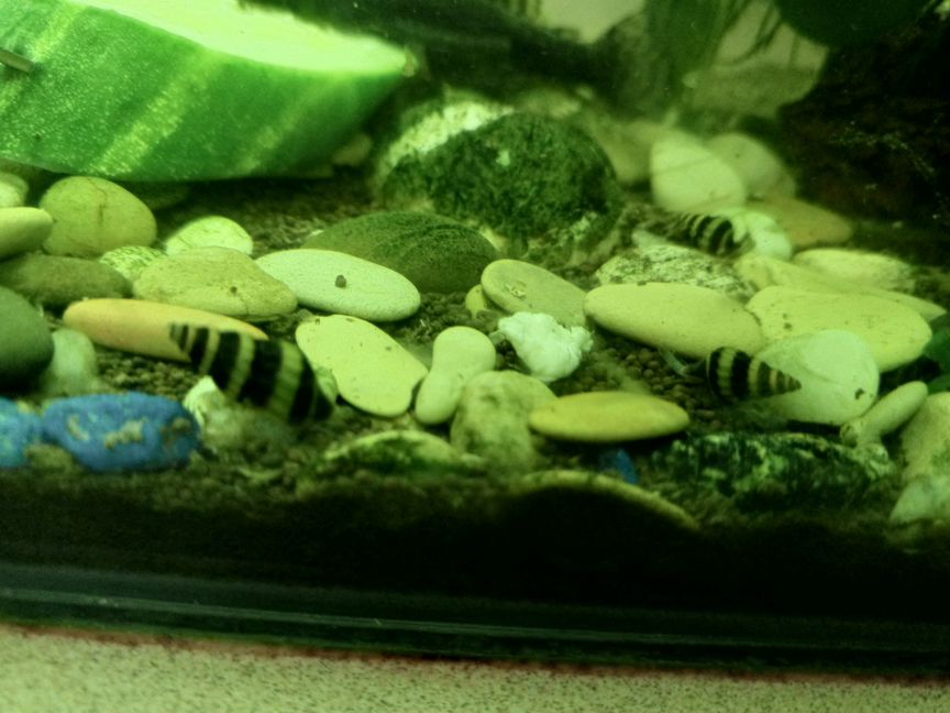 Улитки хилена