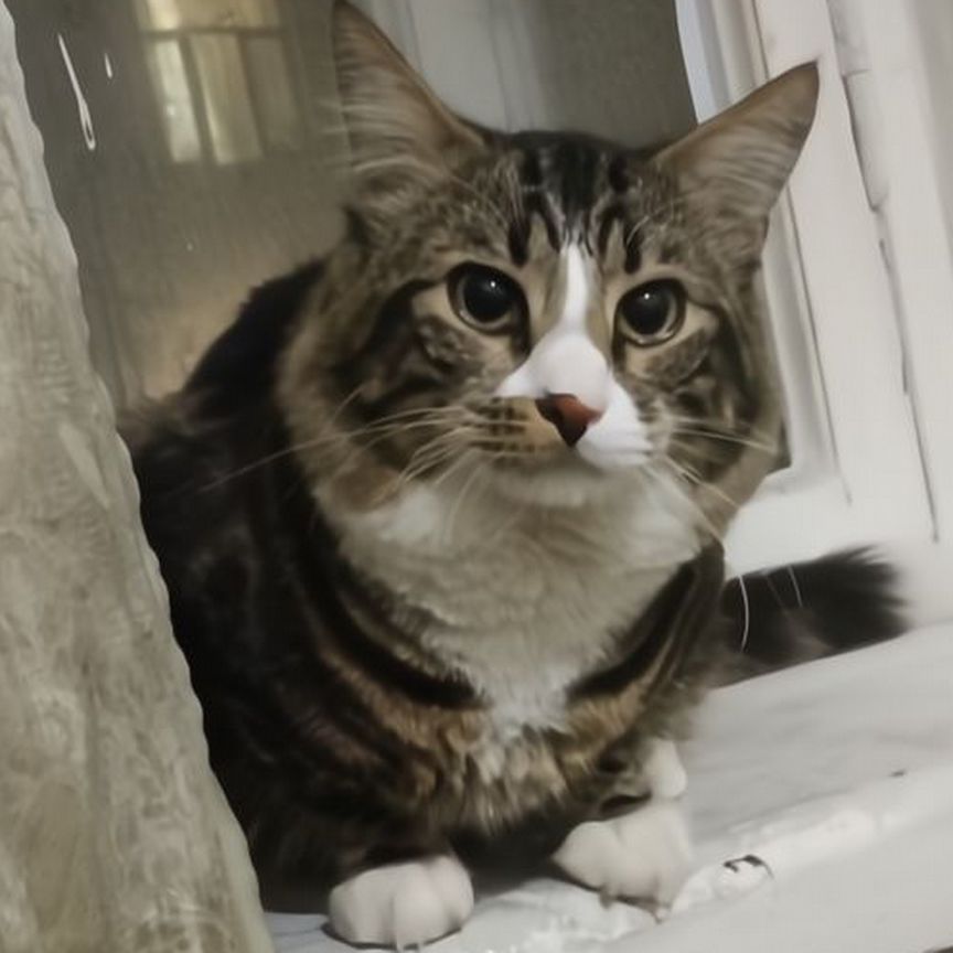 Шотландский вислоухий длинношёрстный кот, взрослый