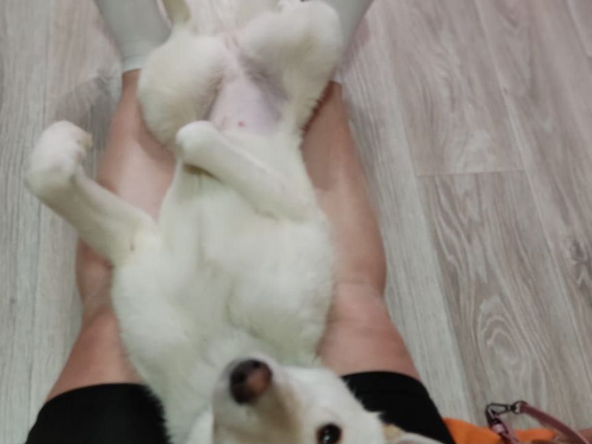 Собака не большая в добрые руки