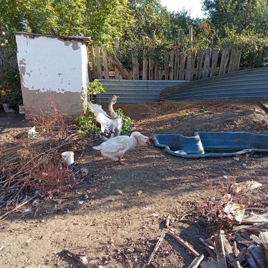 Гуси холмогорские 2.5 года. Самка самец