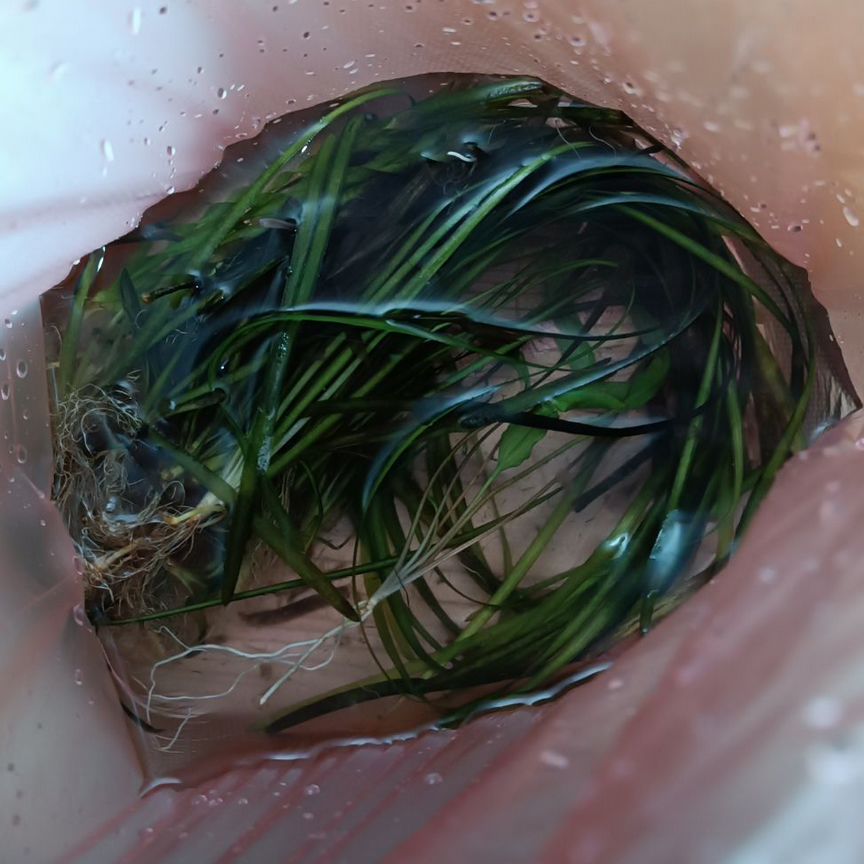 Отдам водоросли за шоколадку