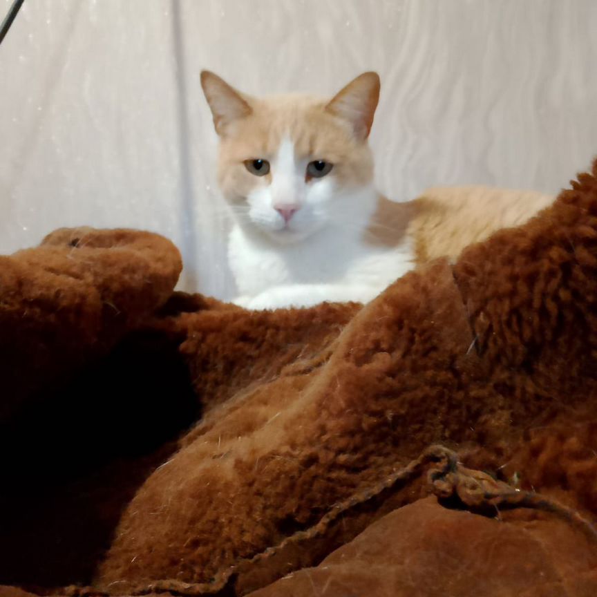 Кот Тим ищет дом