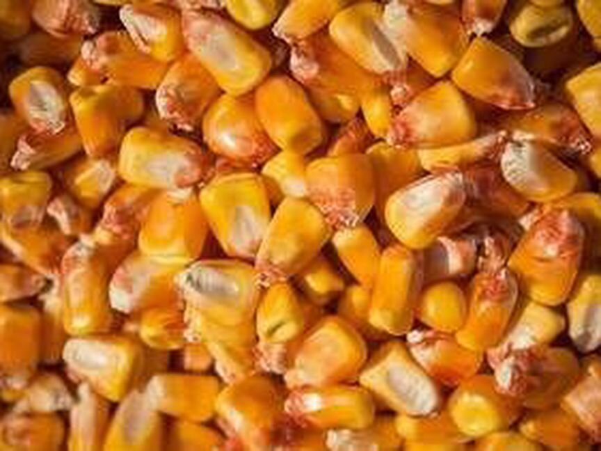 Кукуруза цельная, (30кг/м)