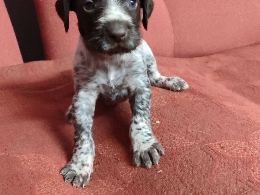 Щенки дратхаара