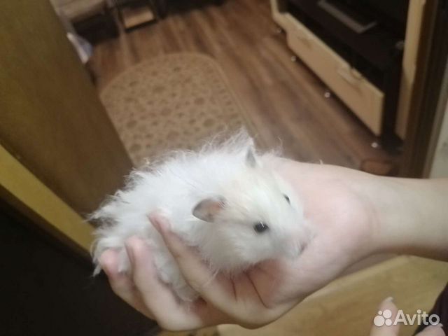Сирийский хомяк мальчик