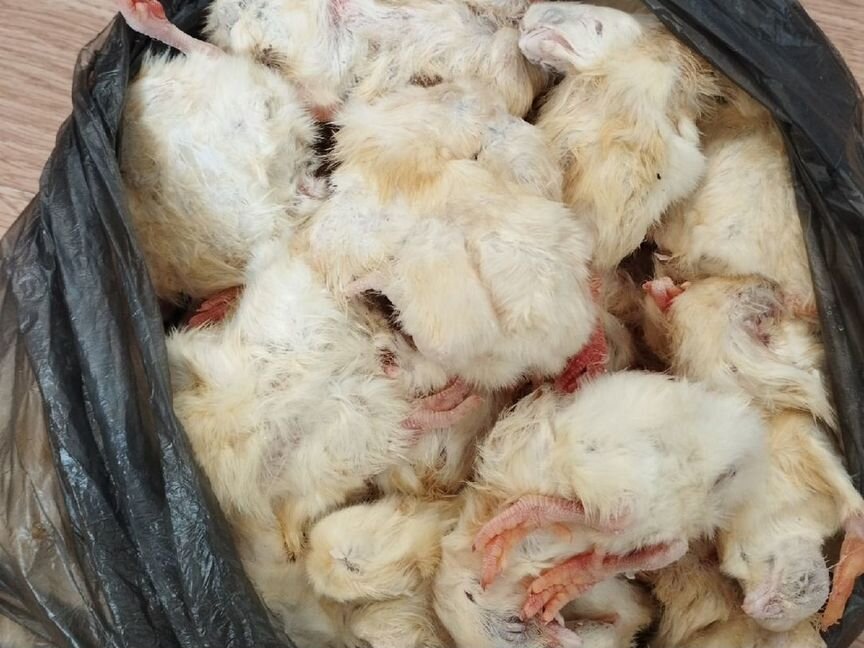 Цыплята суточные для животных