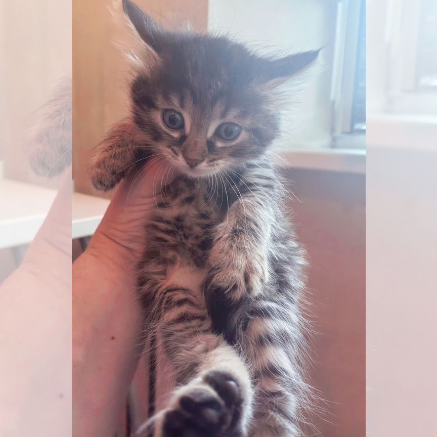 Котёнок в добрые руки