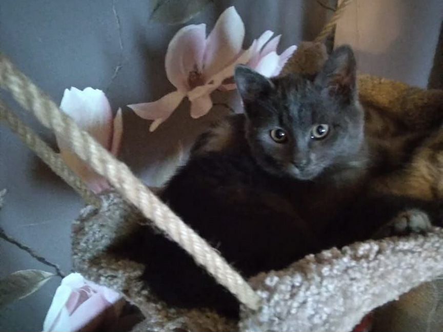 Котята мальчишки