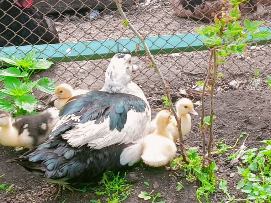 Индоутка с утятами (4шт.)