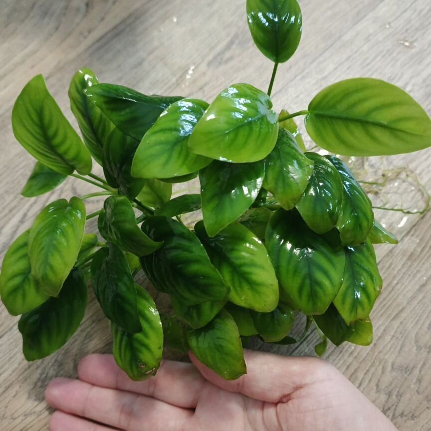 Аквариумное растение