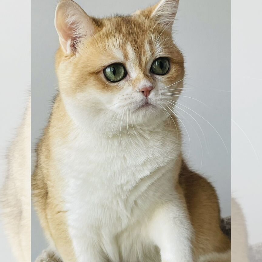 Кошечка британская шиншилла